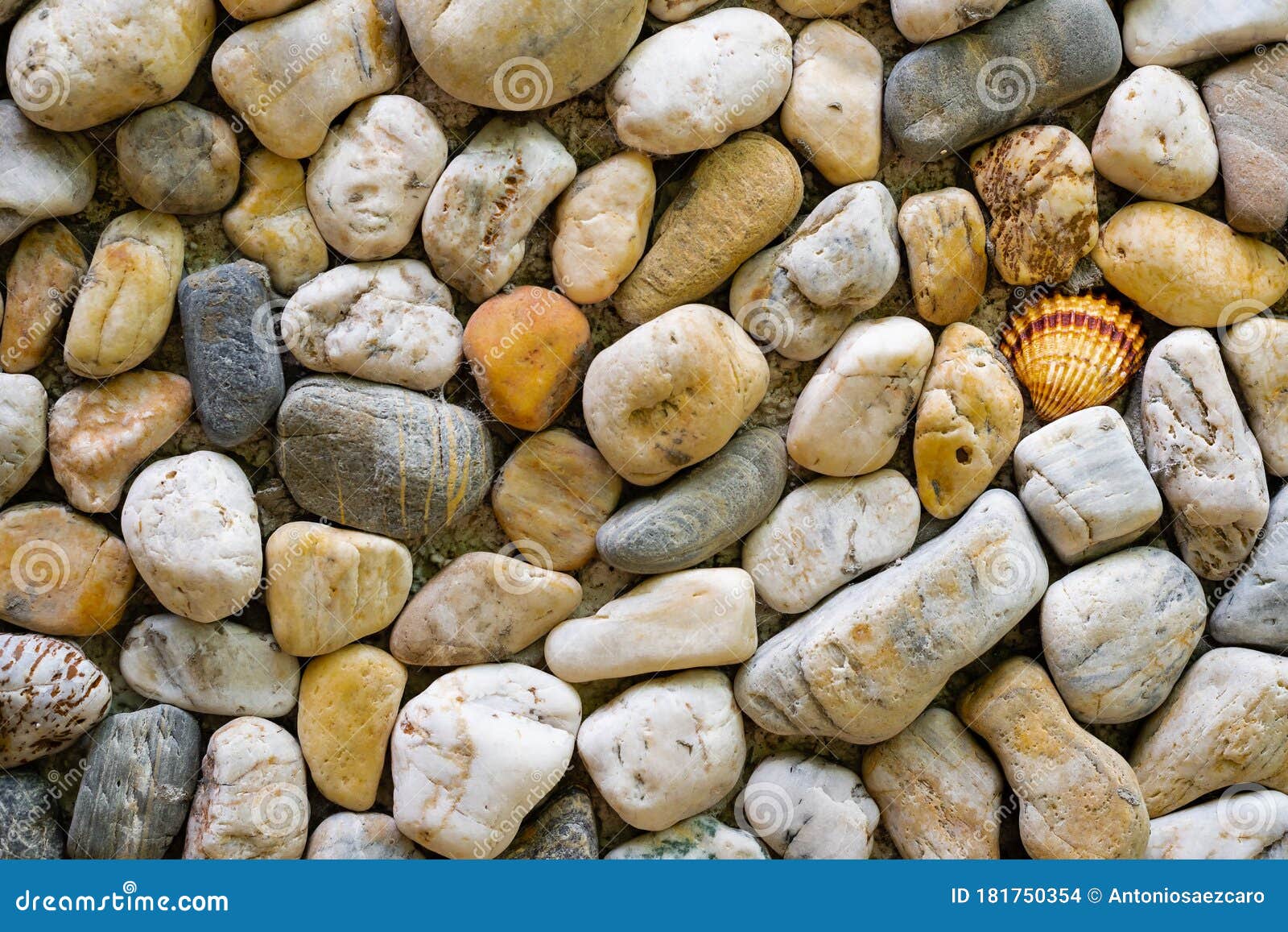 Texture of a Wall Made of Sea Stones with a Shell in the Middle Stock ...
