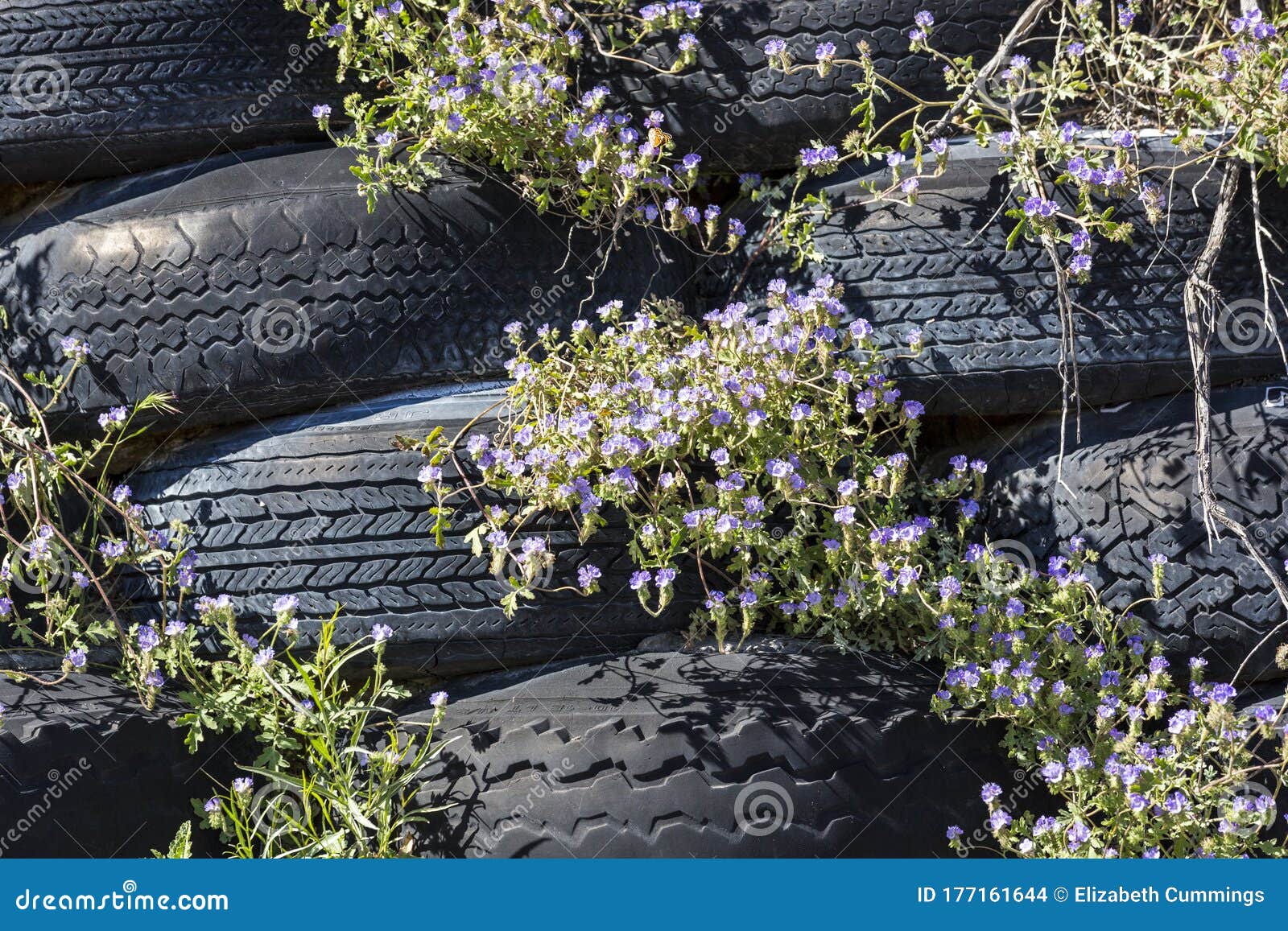 Texture Wall of Tires with Flowers Growing between Layers Stock Photo ...