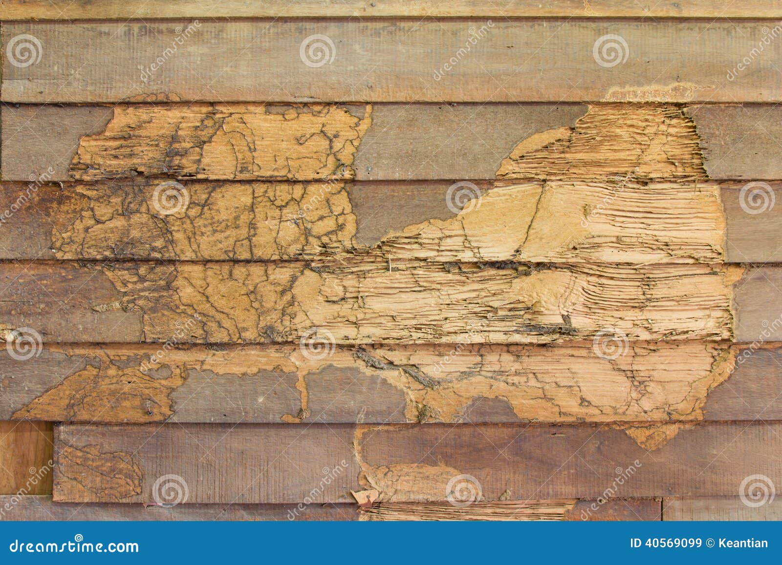 Texture Wall Wood Termites Royalty-Free Stock Photo | CartoonDealer.com ...