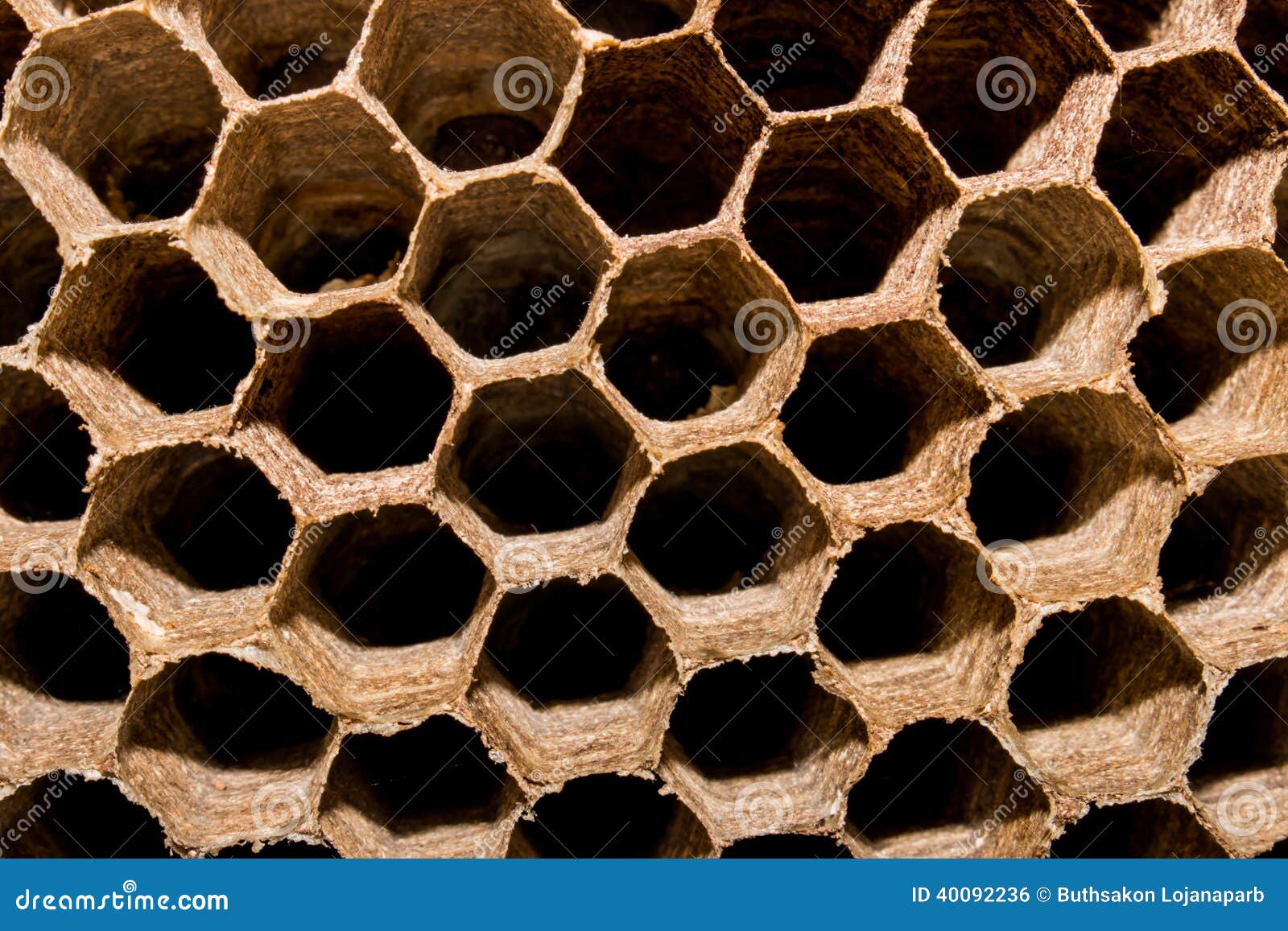 The texture of wasp nest stock photo. Image of white - 40092236