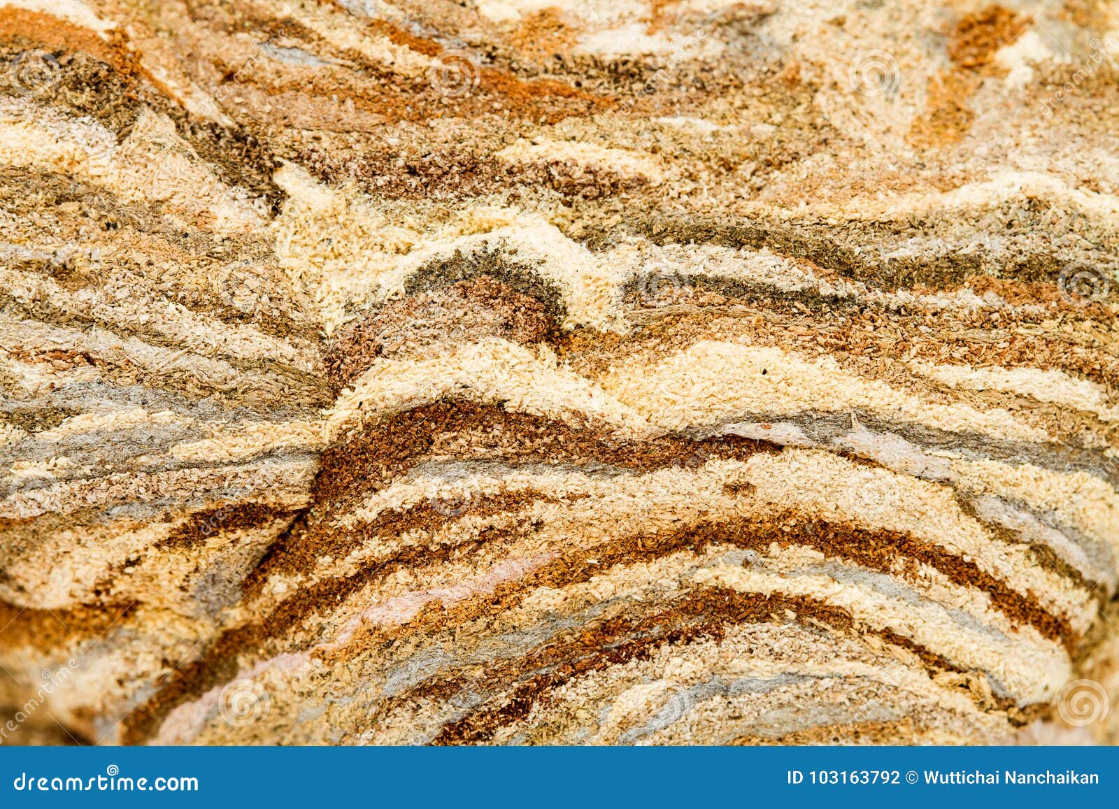 Texture of wasp nest stock photo. Image of attack, colony - 103163792