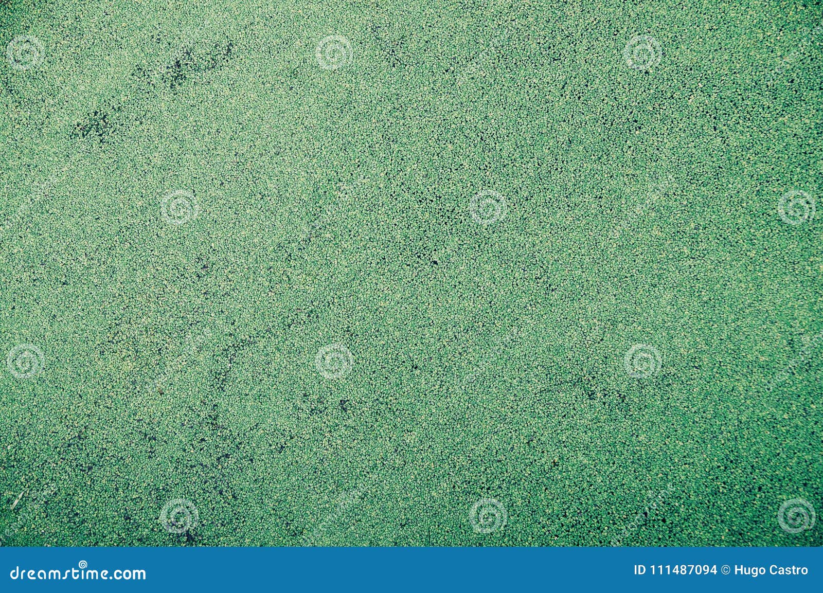 Wolffia Angusta Stock Photos - Free & Royalty-Free Stock Photos from ...