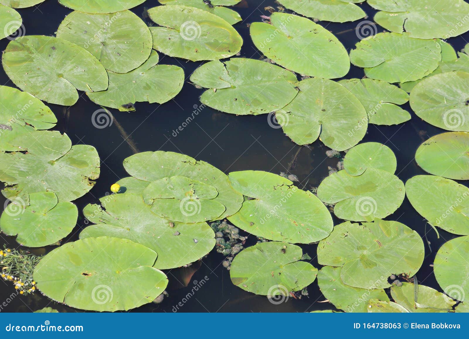 Texture Water Lily Leaves on the Water Surface of Murky Blue Water ...