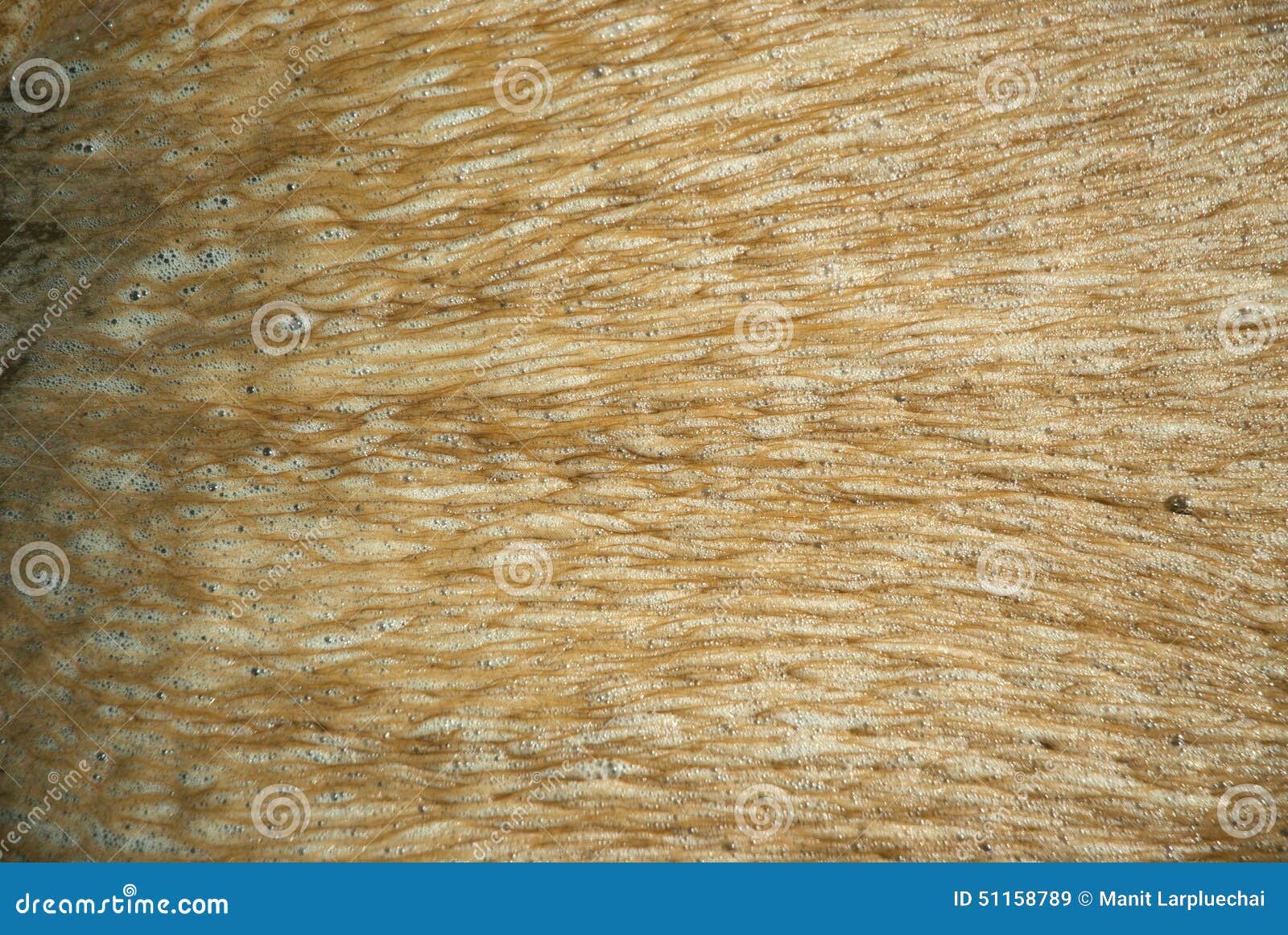 The Texture of the Water Salt Marshes. Stock Image - Image of float ...