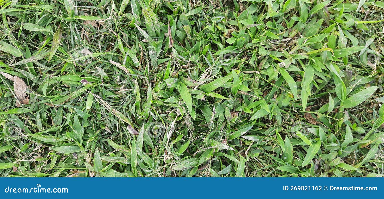 Texture of Weeds Growing in the Field Stock Photo - Image of wildflower ...