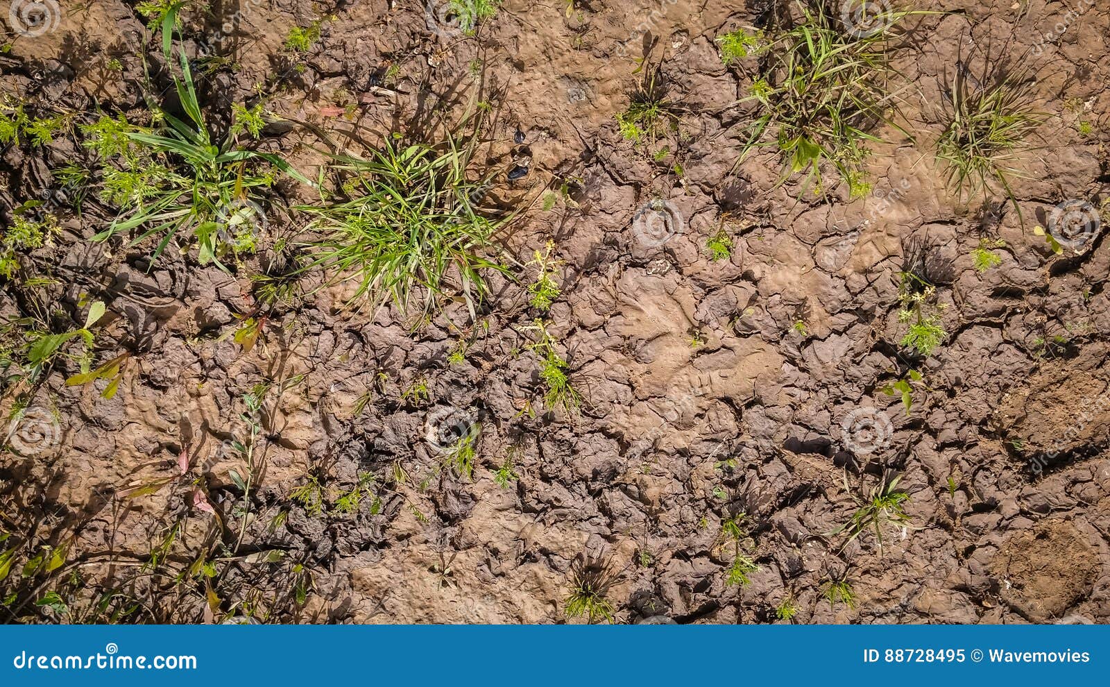 Texture of Wet Brown Dirt Mud Stock Image - Image of earth, closeup ...