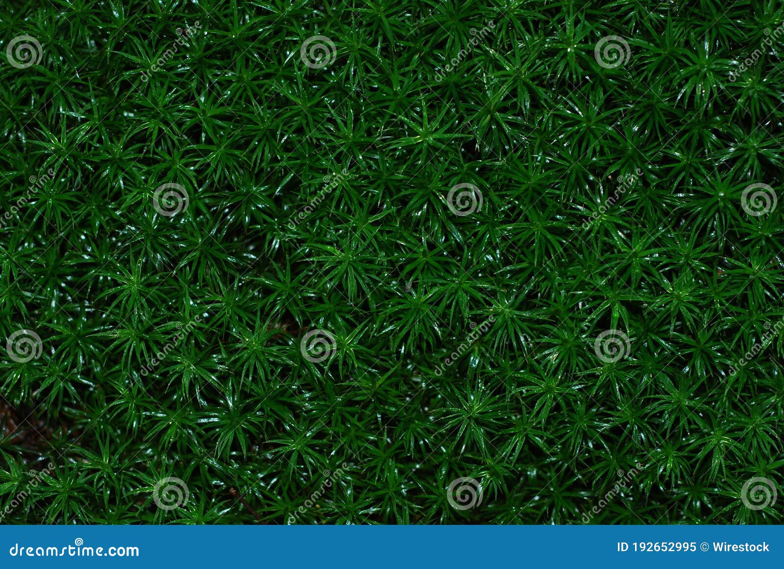 Texture of Wet Grass after Rain Stock Image - Image of fresh, meadow ...