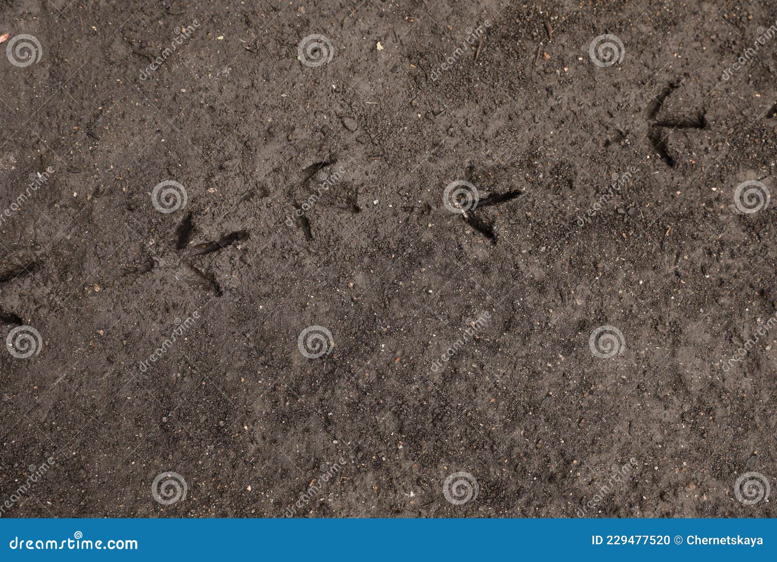 Texture of Wet Ground Surface As Background, Top View Stock Photo ...