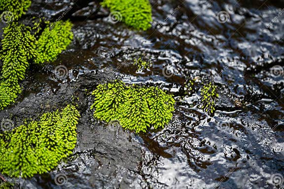 Texture of the Wet Mossy Ground Stock Photo - Image of background, dirt ...