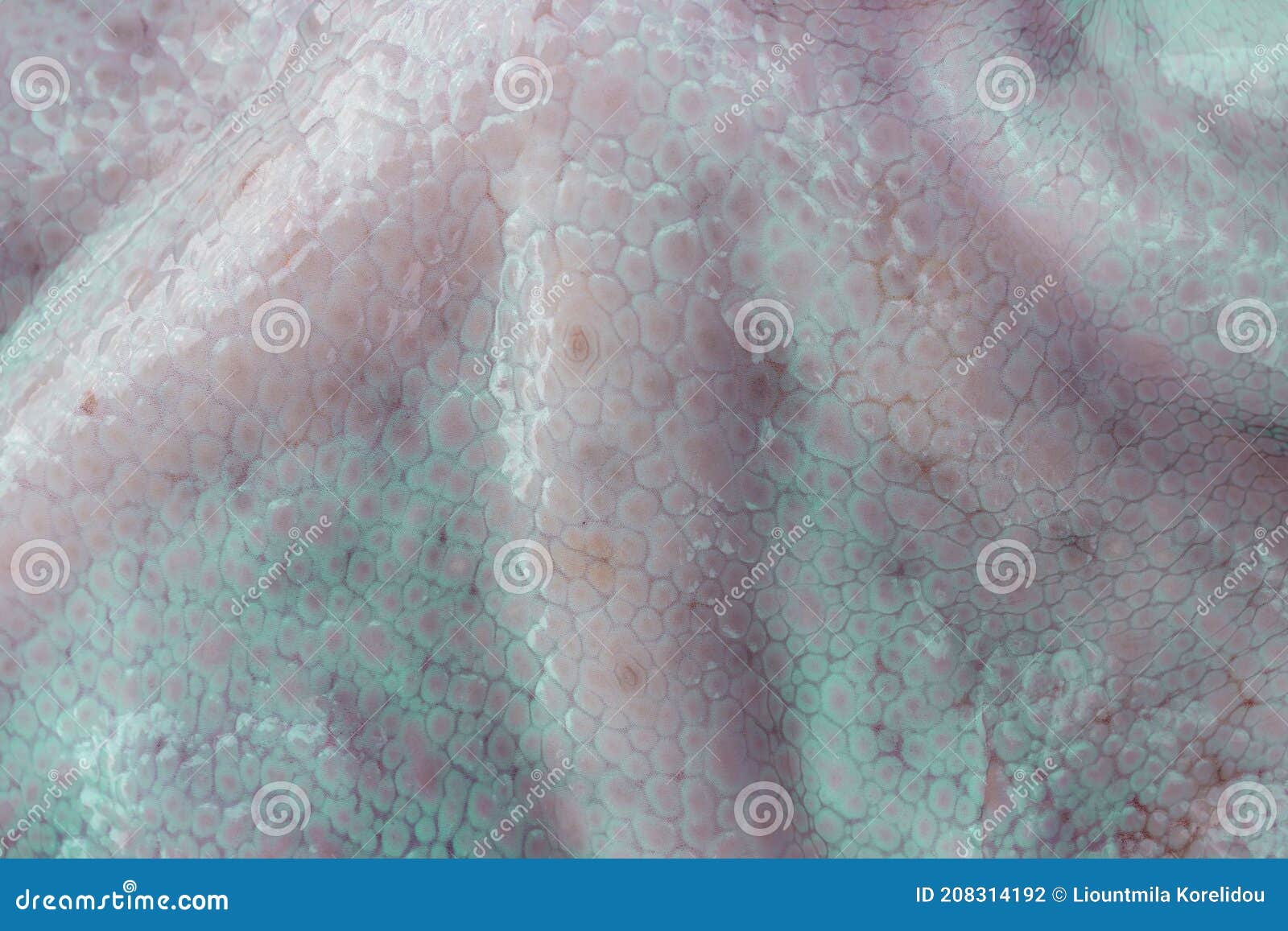 The Texture of the Wet Skin of a Large Octopus.. Bright Abstract ...