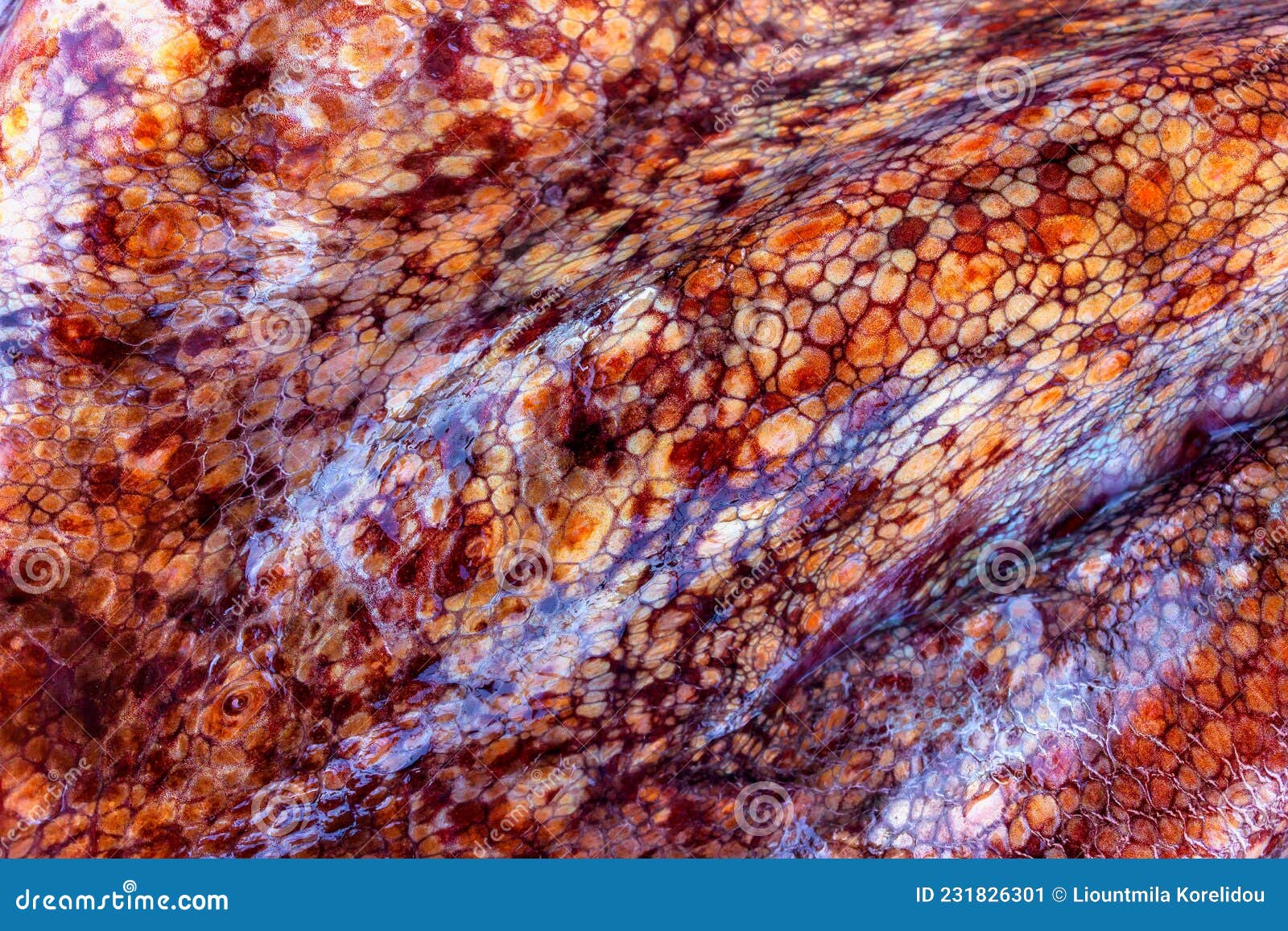 The Texture of the Wet Skin of a Large Octopus. Stock Image - Image of ...