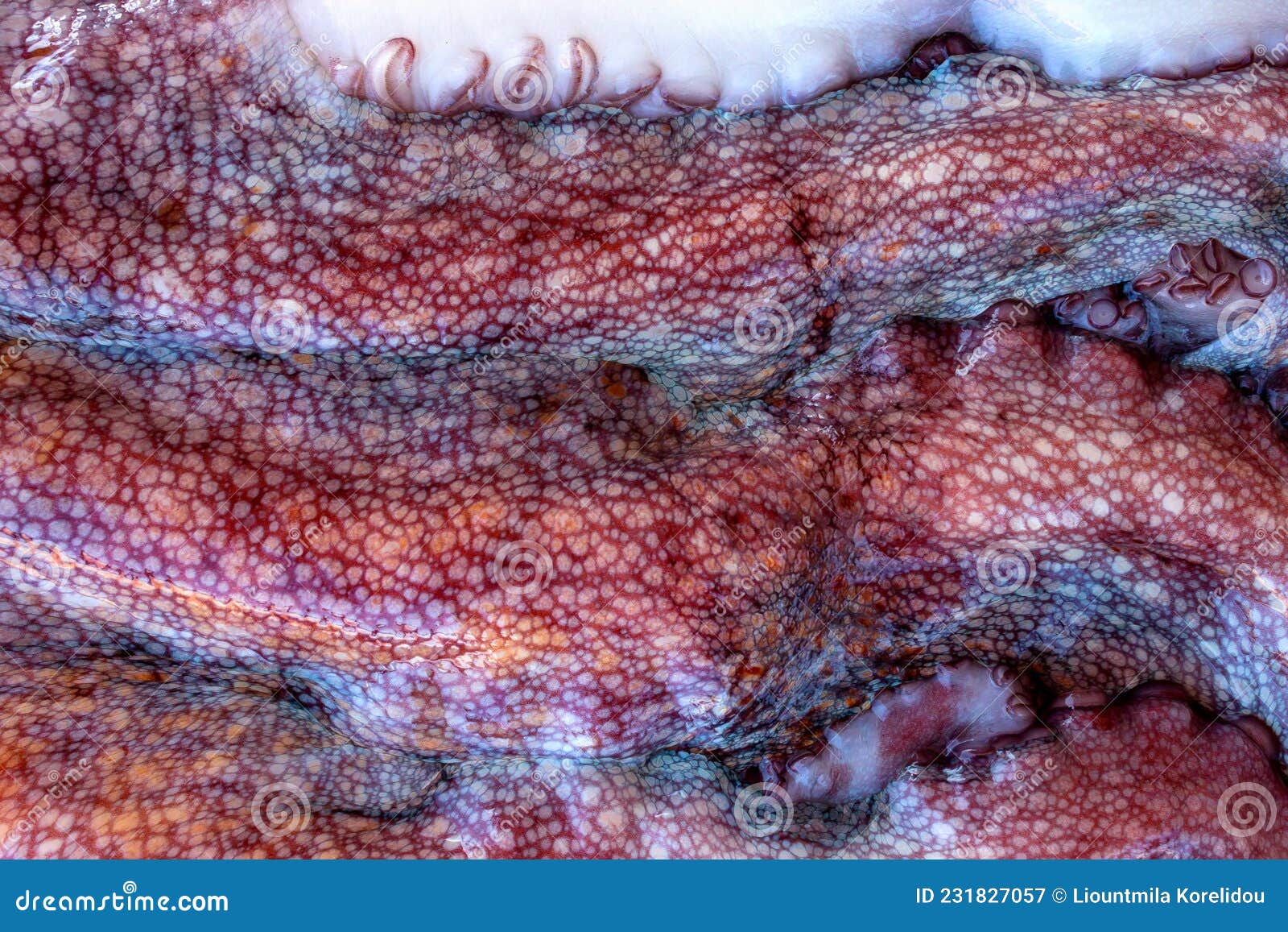 The Texture of the Wet Skin of a Large Octopus. Stock Image - Image of ...
