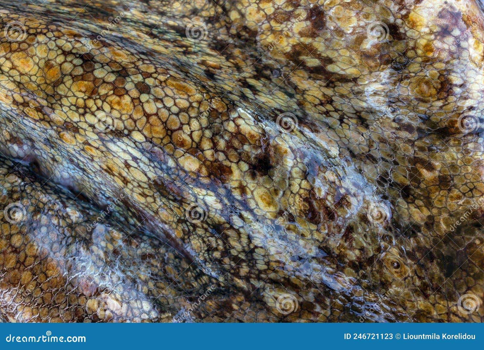 The Texture of the Wet Skin of a Large Octopus. Stock Image - Image of ...