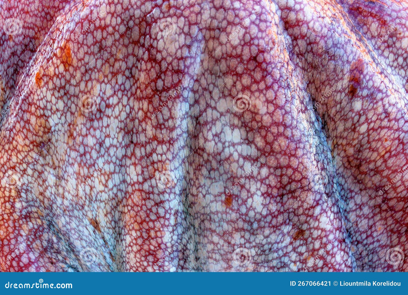 The Texture of the Wet Skin of a Large Octopus. Stock Image - Image of ...