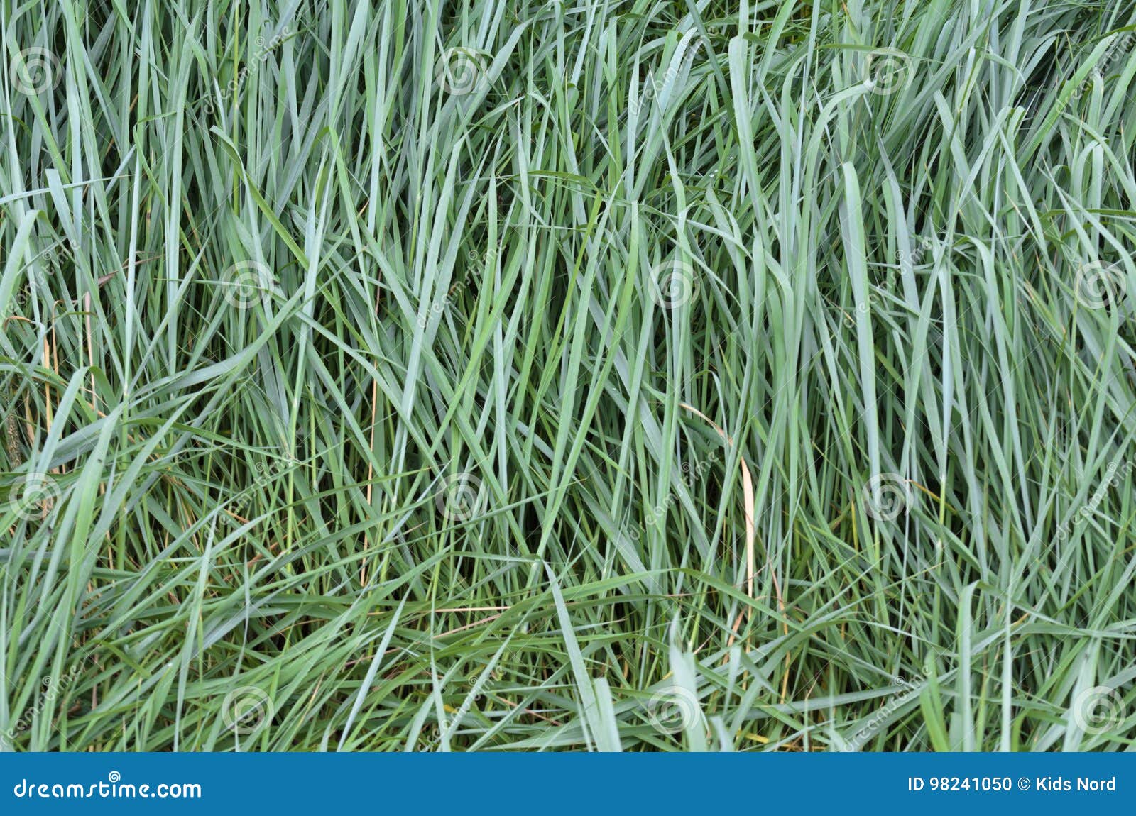 The Texture of the Wet Tall Grass. Stock Photo - Image of greenery ...