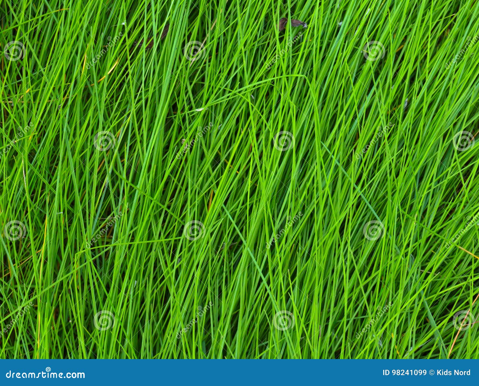 The Texture of the Wet Tall Grass. Stock Image - Image of landscape ...