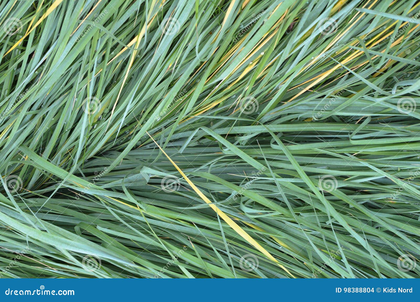 The Texture of the Wet Tall Grass. Stock Photo - Image of game, green ...