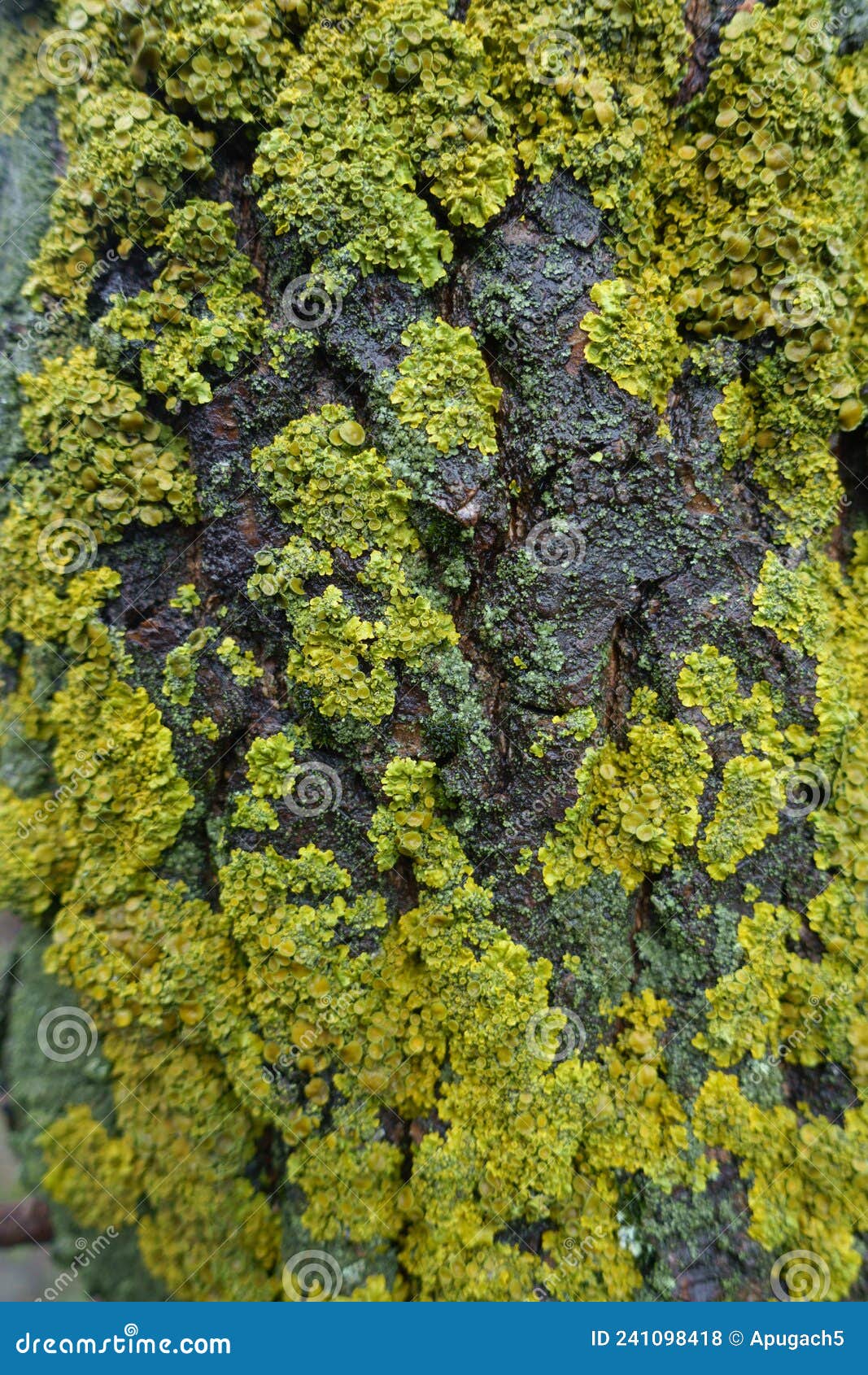 Texture of Tree Bark Covered with Lime Yellow and Mint Green Lichens ...