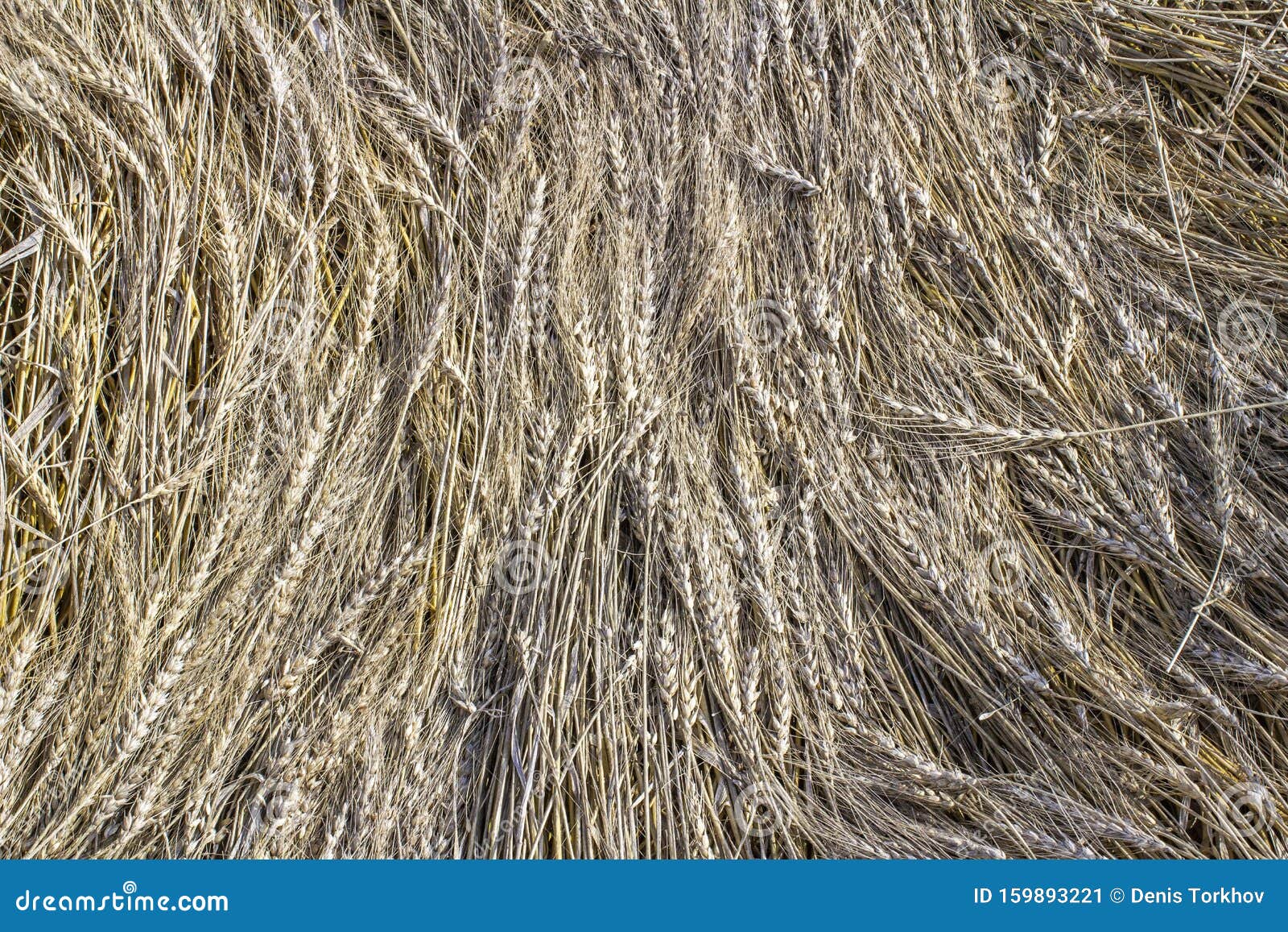 Texture of Wet, Untidy Wheat from a Farmer`s Field Stock Image - Image ...