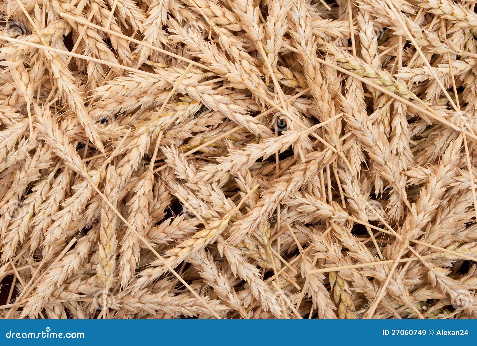 Texture of wheat ears stock image. Image of background - 27060749