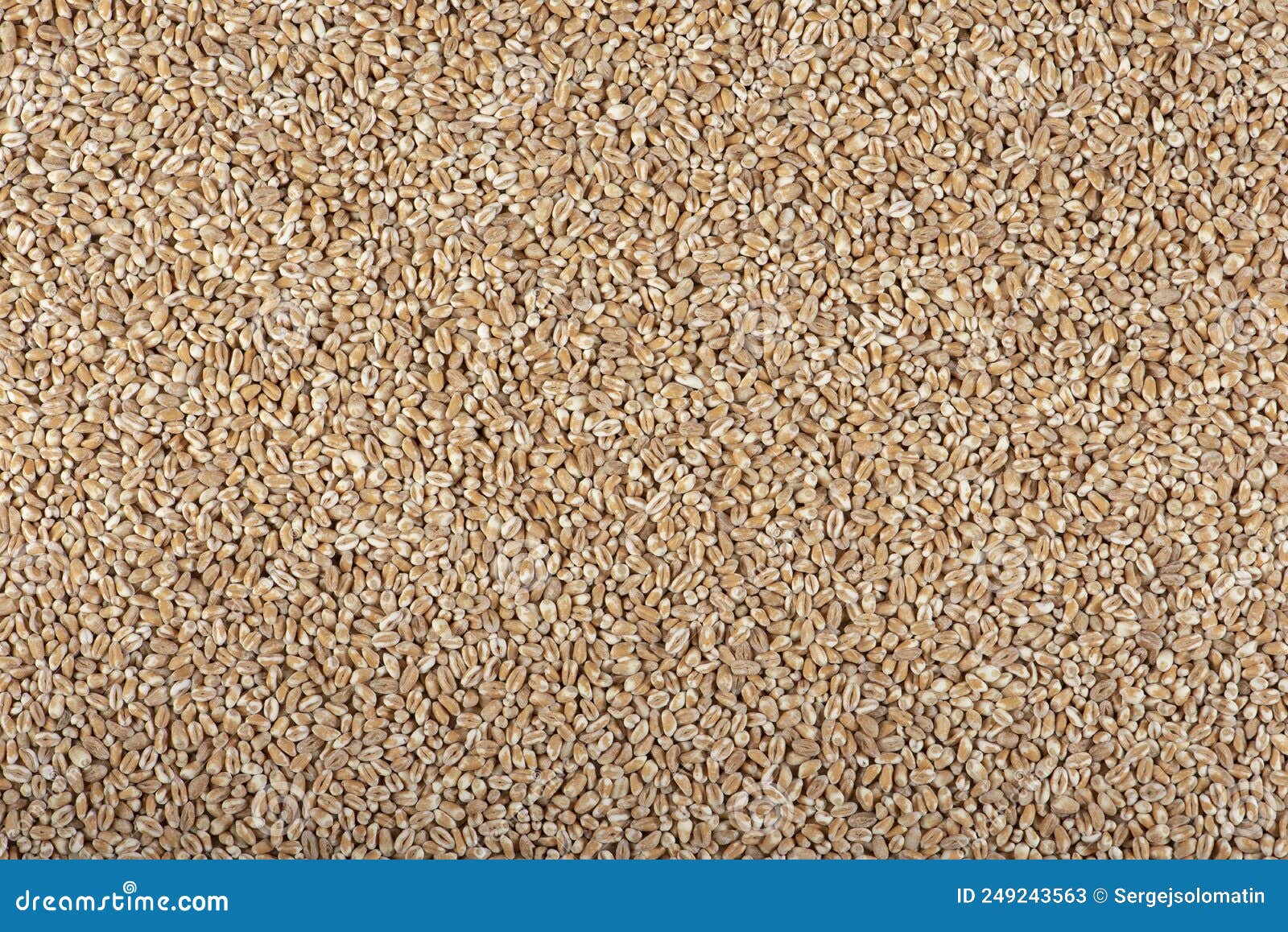 Texture of Wheat, Grains. Background for Dry Wheat Design. Large Size ...