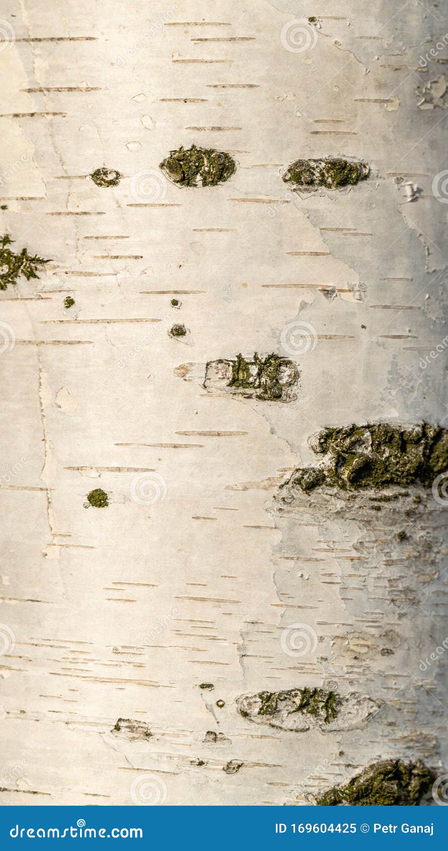 Texture of White Bark of Birch Tree Stock Image - Image of hardwood ...