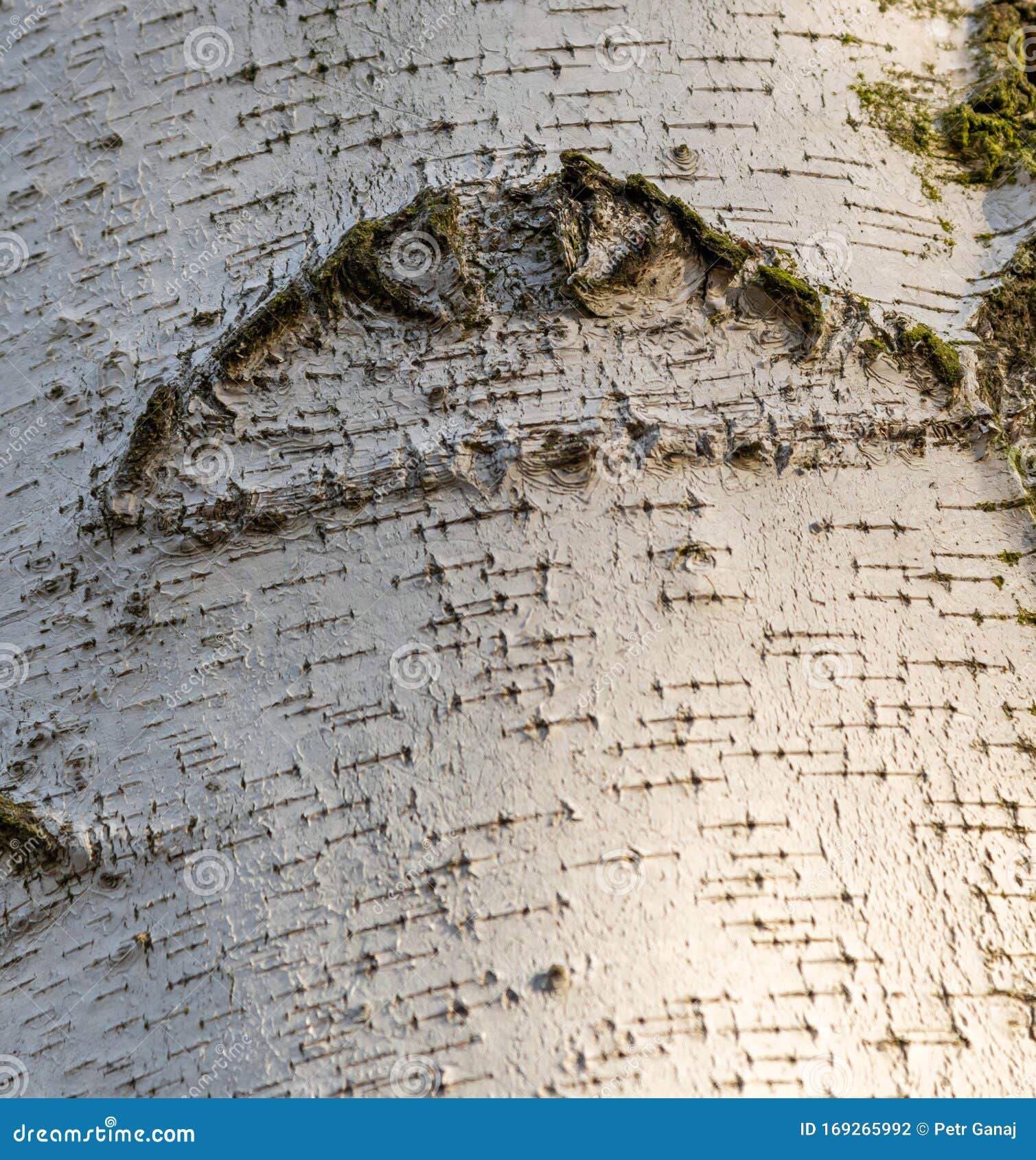 Texture of White Bark of Birch Tree Stock Photo - Image of dirty, plant ...