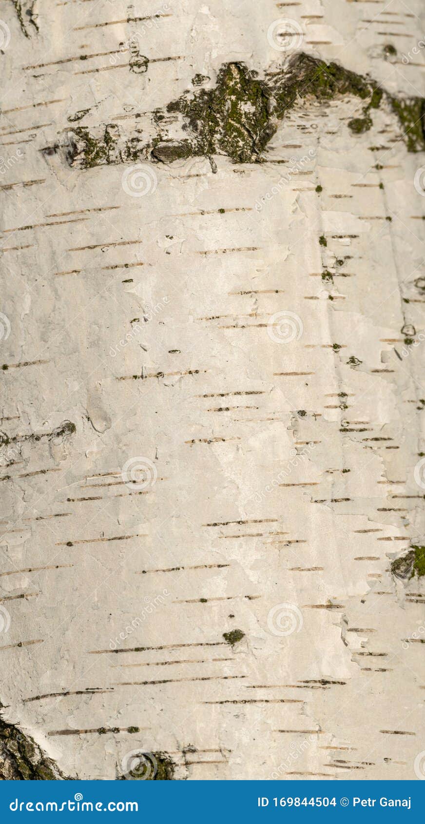 Texture of White Bark of Birch Tree Stock Photo - Image of natural ...