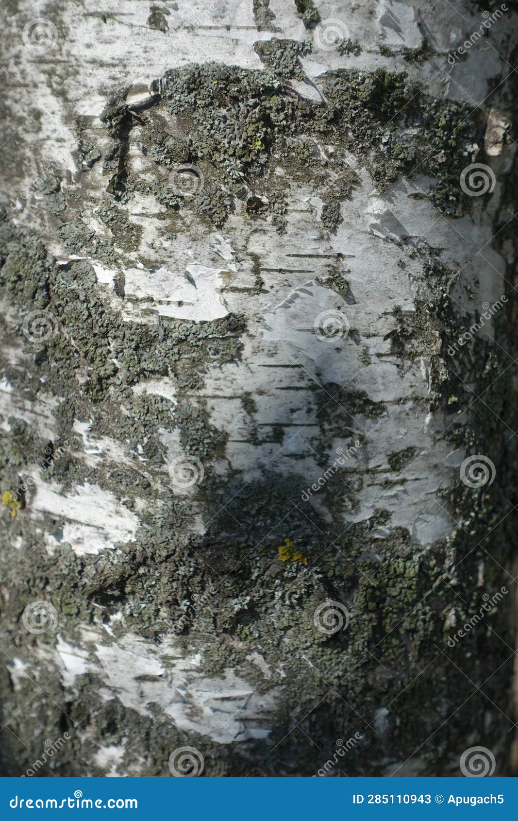 Texture of White Bark of Silver Birch Stock Image - Image of ...