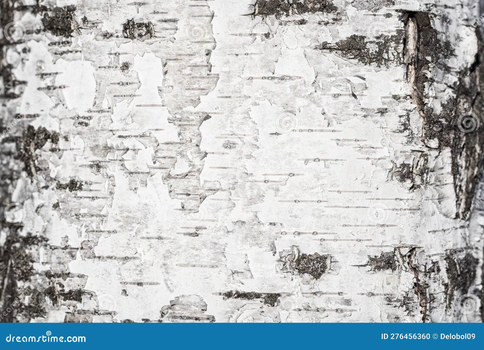 Texture of White Birch Bark, Pattern Background. Stock Photo - Image of ...