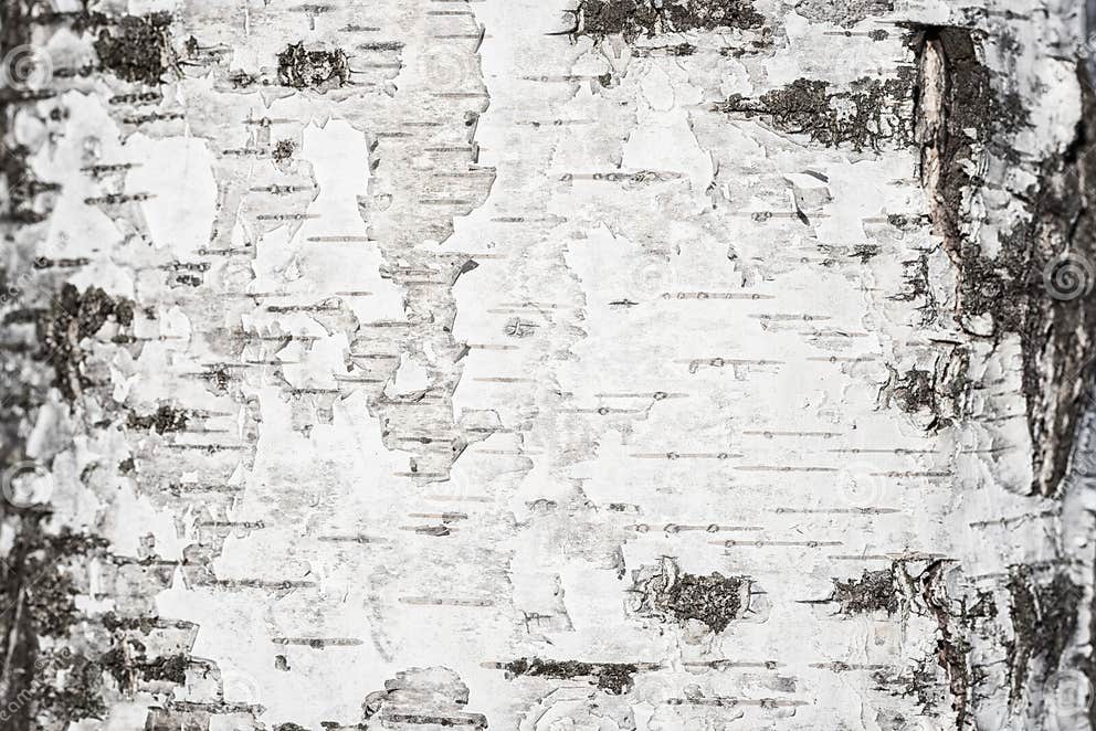Texture of White Birch Bark, Pattern Background. Stock Photo - Image of ...