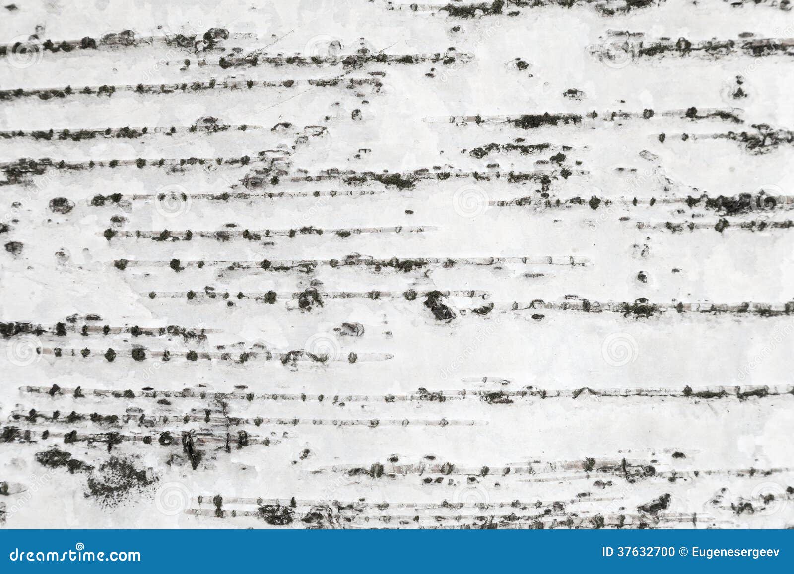 Texture of White Birch Tree Bark Stock Photo - Image of textured, bark ...