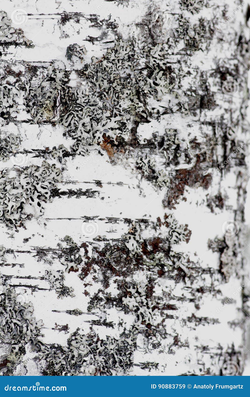 Texture of White Birch Tree Bark Stock Image - Image of trunk, white ...