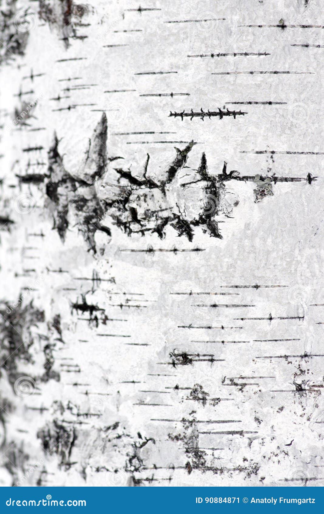 Texture of White Birch Tree Bark Stock Image - Image of wood, tree ...