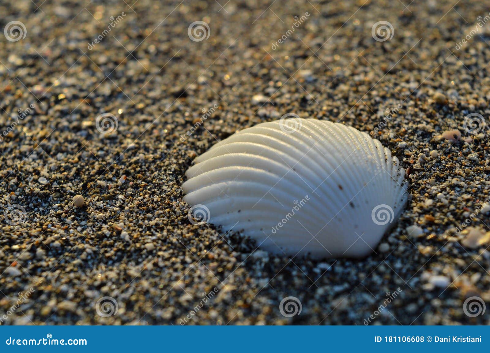 Texture of White Clamshell on the Beach Sand Stock Photo - Image of ...