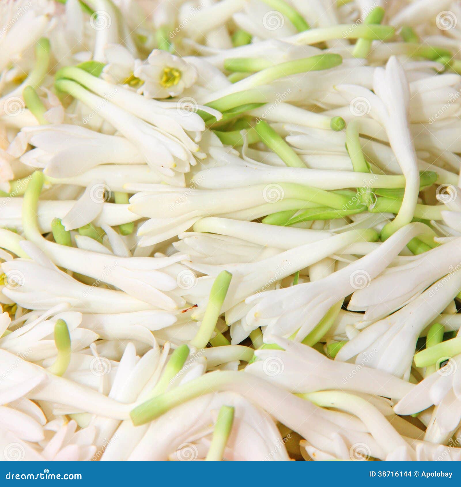 Texture of White Flowers, Square Image Stock Photo - Image of holy ...