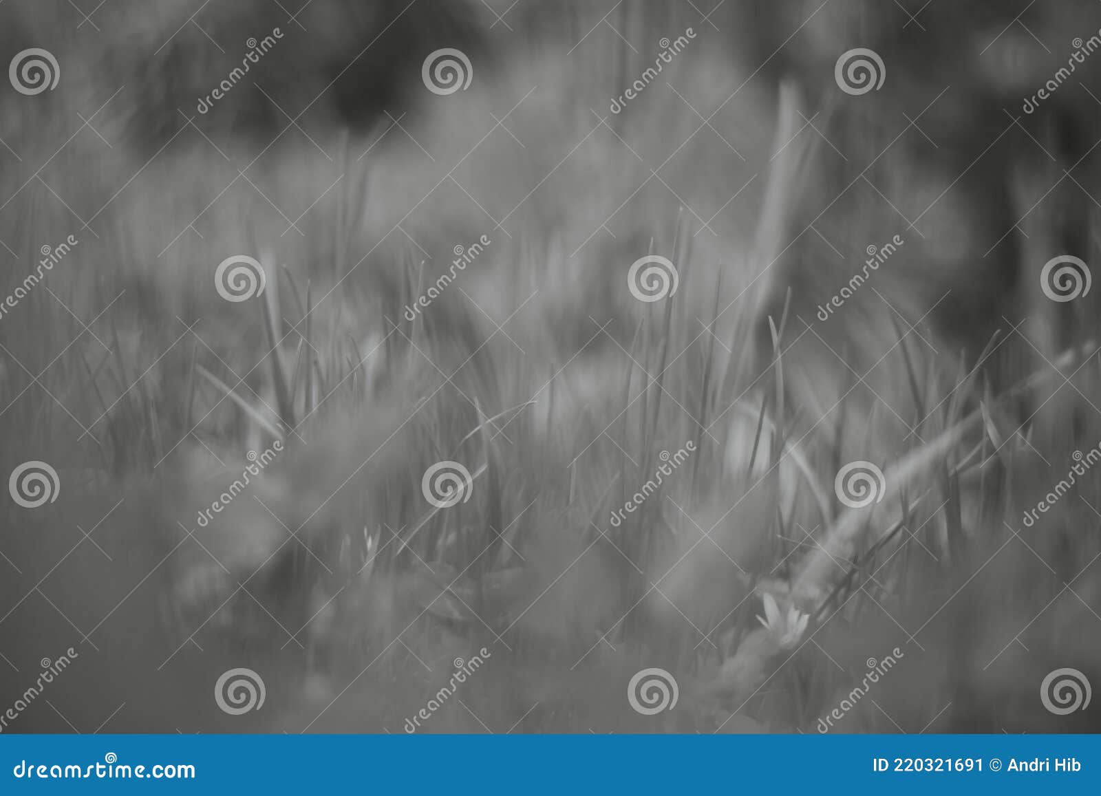 Texture of White and Gray Grass. Stock Image - Image of bright, leaf ...