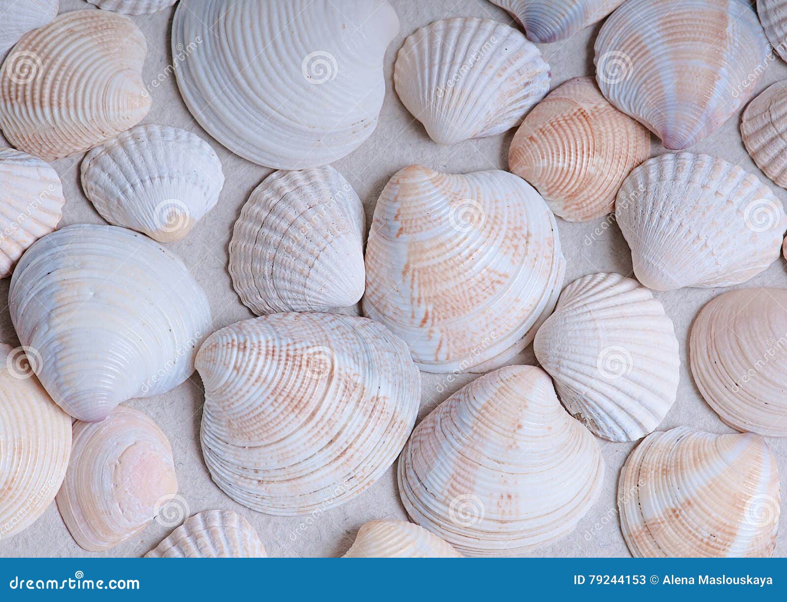 Texture of White Sea Shells in Different Designs Stock Image - Image of ...