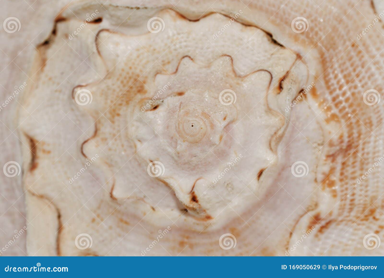 Texture of a White Seashell Close-up, Sea Shell Macro Stock Image ...