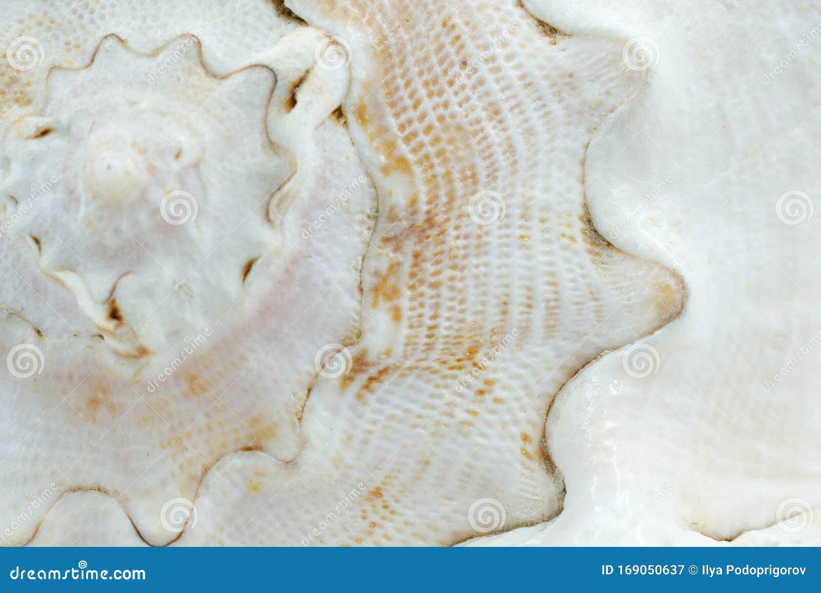 Texture of a White Seashell Close-up, Sea Shell Macro Stock Image ...
