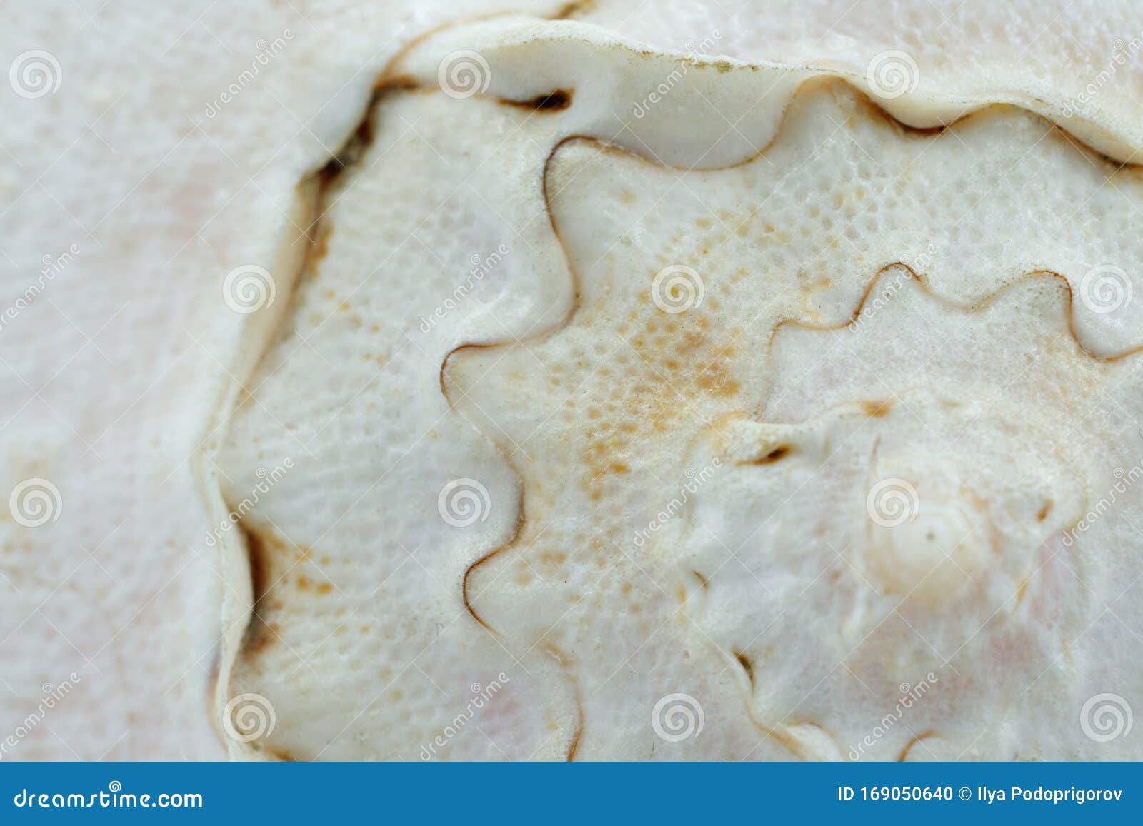 Texture of a White Seashell Close-up, Sea Shell Macro Stock Photo ...
