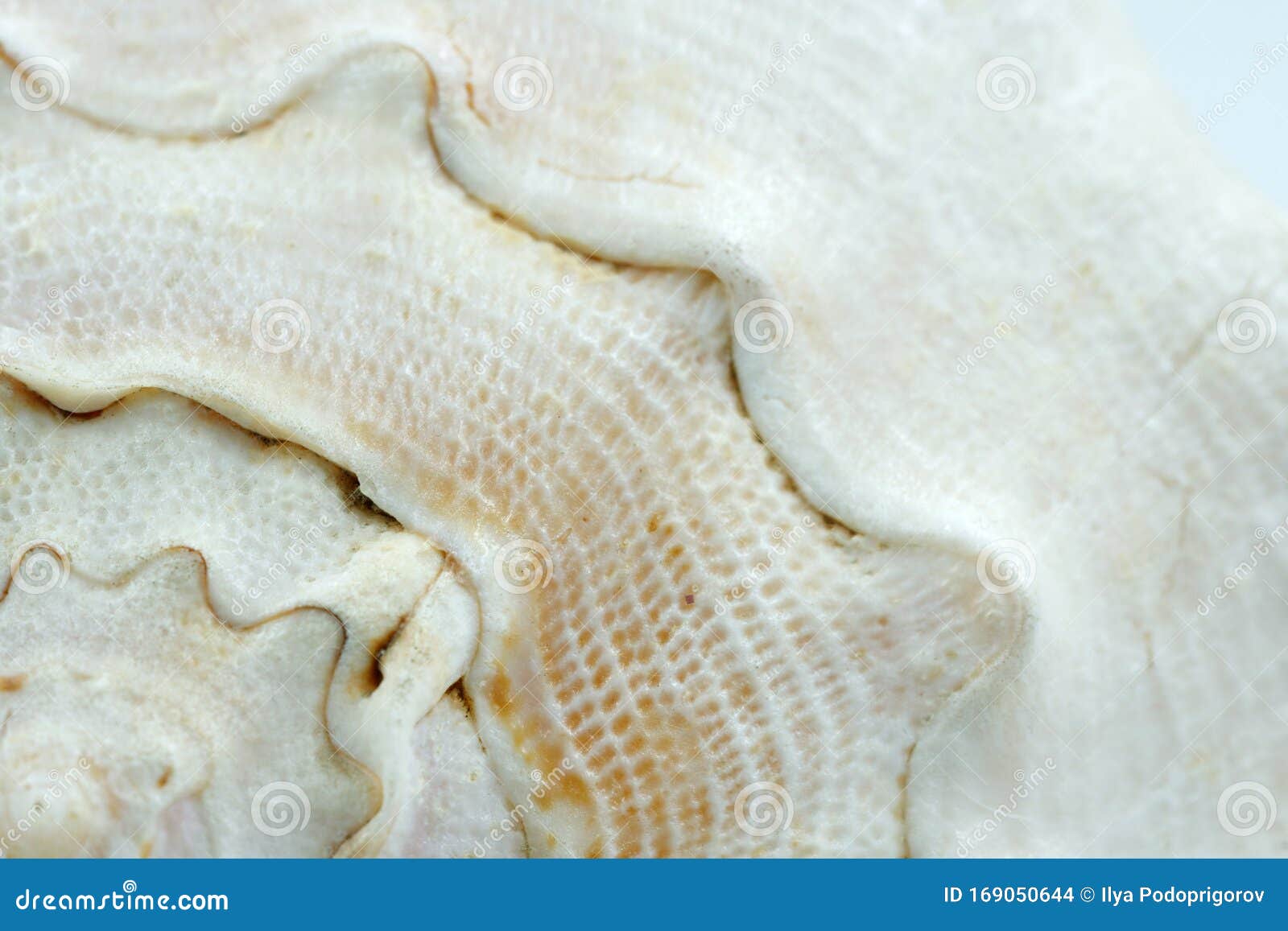 Texture of a White Seashell Close-up, Sea Shell Macro Stock Photo ...