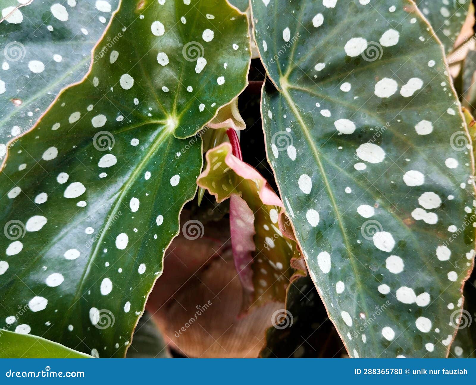 Texture of White Spots on Wide Green Leaves Stock Photo - Image of ...