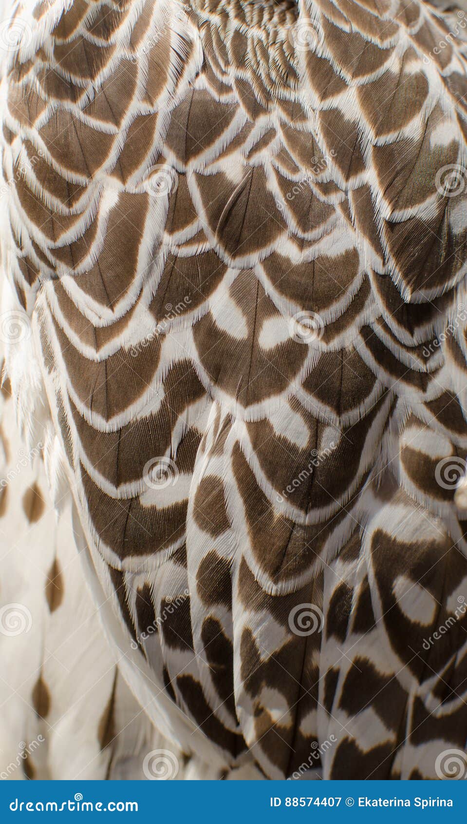 Texture of White Witn Black Feathers of Barn Owl Stock Image - Image of ...