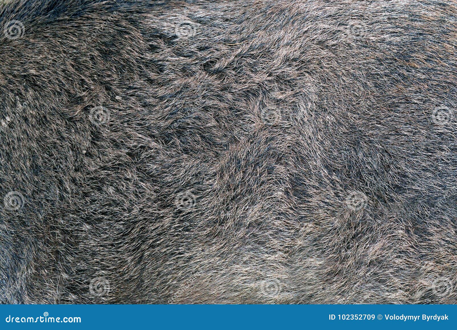 Texture of wild boar fur stock image. Image of artiodactyla - 102352709