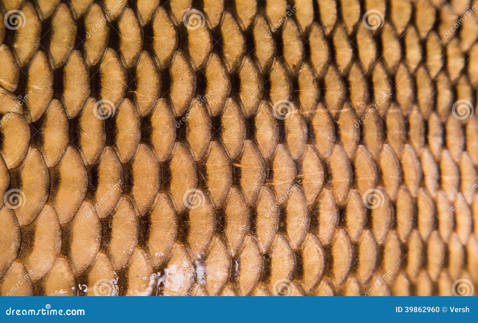 Texture of wild carp skin stock photo. Image of kind - 39862960