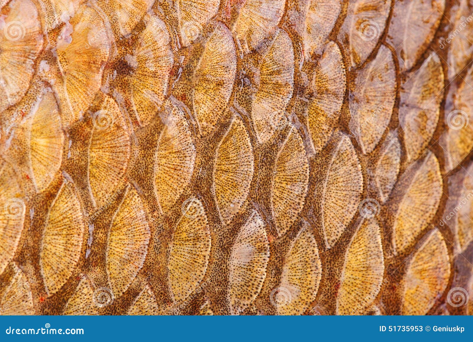 Texture of Wild Common Carp Skin Stock Image - Image of crucian, river ...