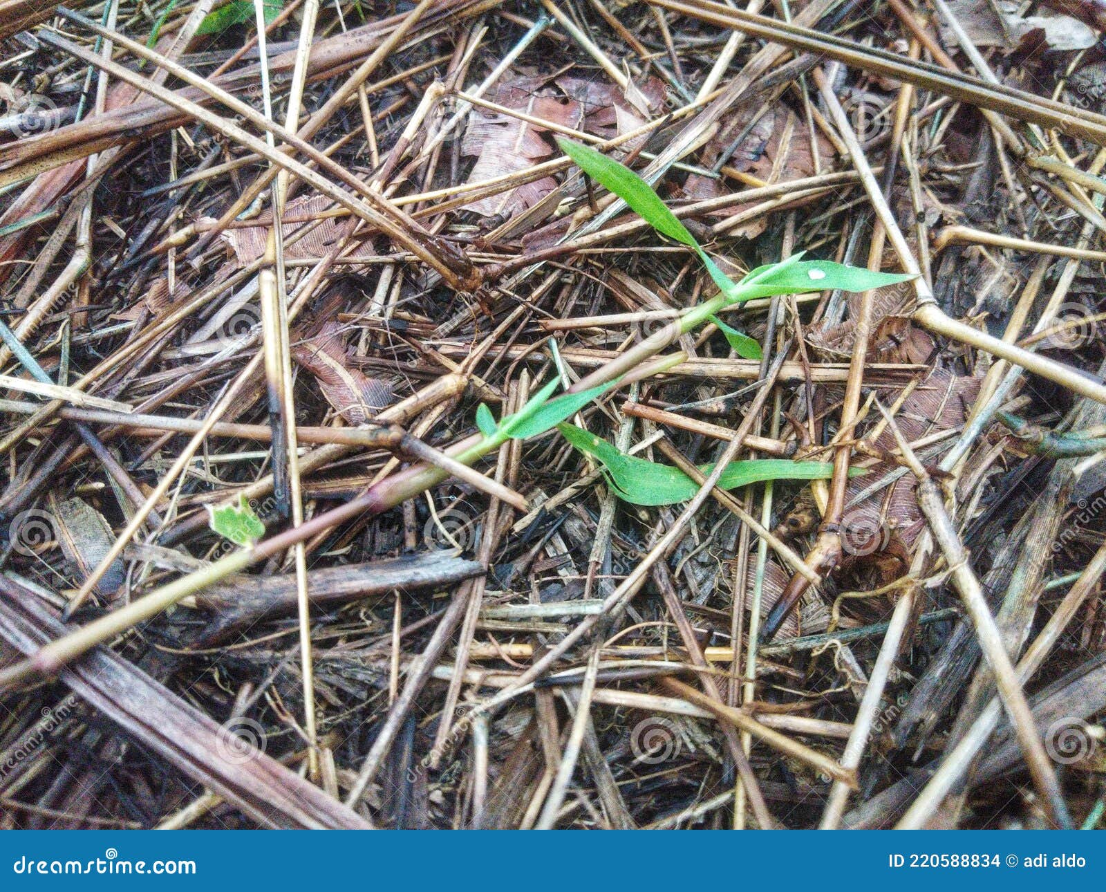 The Texture of Wild Plants that Thrive in Indonesian Kalimantan 13 ...
