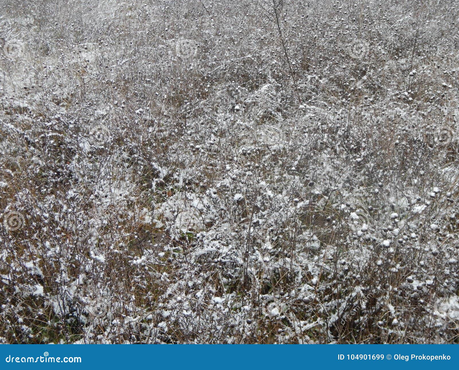 Texture of Winter Forest Plants Stock Image - Image of natural, crystal ...