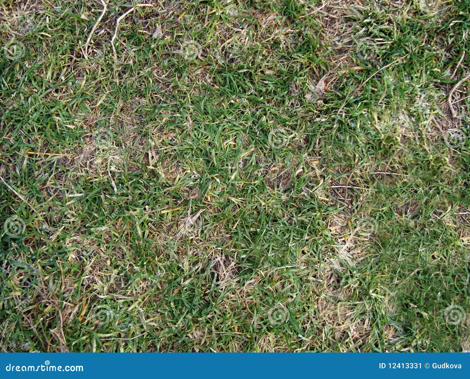 Texture. Winter grass stock image. Image of green, abstract - 12413331